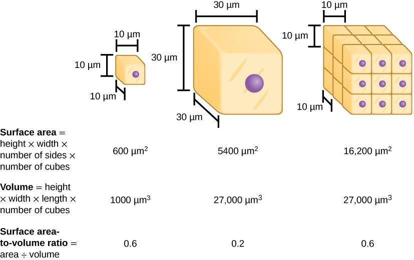 Unit 2: Cell Structure and Function Notes | Knowt